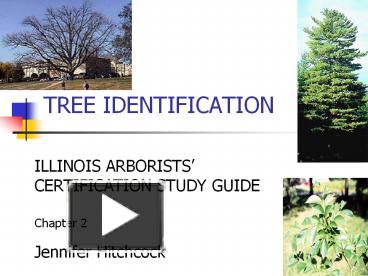 PPT – TREE IDENTIFICATION PowerPoint presentation | free to view - id ...