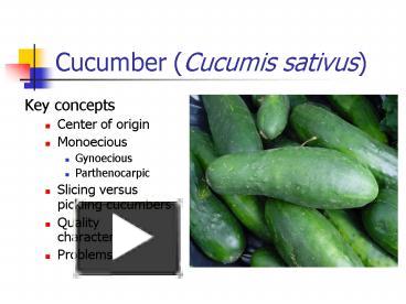 Cucumber Cucumis sativus presentation | free to view