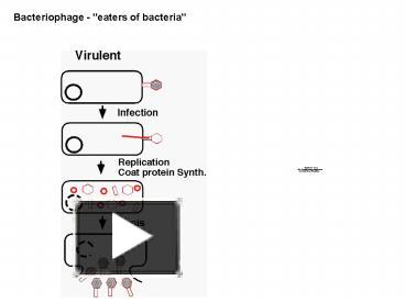 Bacteriophage "eaters of bacteria" presentation | free to view