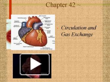 Circulation and Gas Exchange presentation | free to view