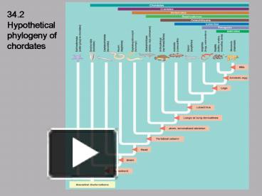Chordate Phylogeny Pptx Powerpoint