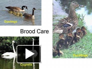 Brood Care presentation | free to view