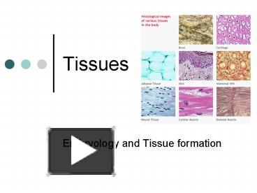 PPT – Tissues PowerPoint presentation | free to view - id: 138729-Y2E4M