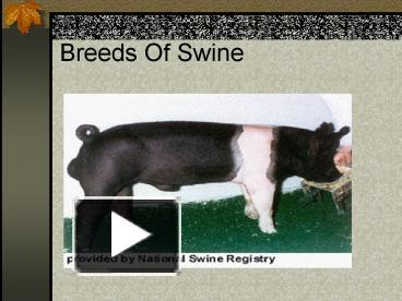 Breeds Of Swine presentation | free to view