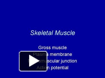 PPT – Skeletal Muscle PowerPoint presentation | free to view - id ...