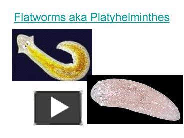 PPT – Flatworms aka Platyhelminthes PowerPoint presentation | free to ...