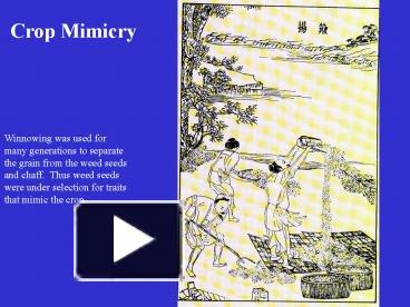 Winnowing was used for presentation | free to view