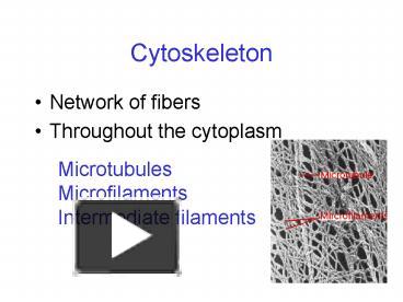 Cytoskeleton presentation | free to view