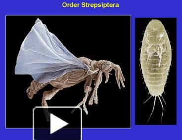 Order Strepsiptera presentation | free to view