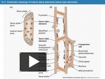 10'3 Schematic drawings of mature sieve elements sieve tube elements ...