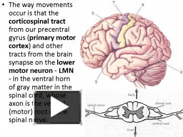 PPT – The way movements occur is that the corticospinal tract from our ...