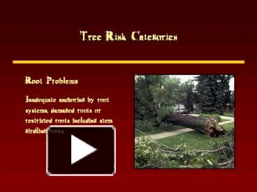 PPT – Tree Risk Categories PowerPoint presentation | free to view - id ...
