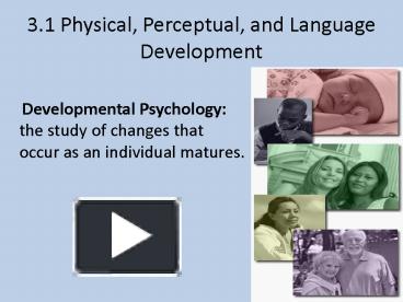 PPT – 3'1 Physical, Perceptual, and Language Development PowerPoint ...