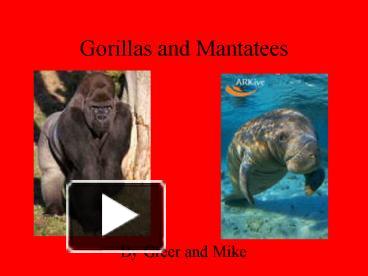 Gorillas and Mantatees presentation | free to view