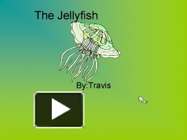 The Jellyfish presentation | free to view