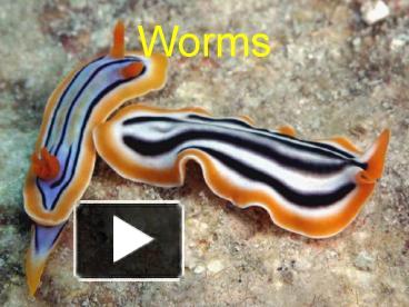 PPT – Worms PowerPoint presentation | free to view - id: 15fc17-NGU1Y
