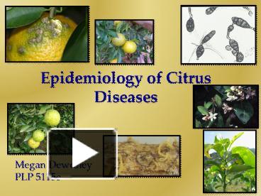 Epidemiology of Citrus Diseases presentation | free to view
