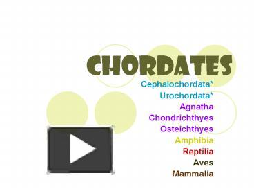 Chordates presentation | free to view