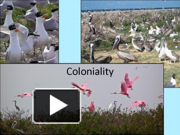 PPT – Coloniality PowerPoint presentation | free to view - id: 166389-ZDc1Z