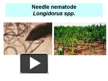 PPT – Needle nematode Longidorus spp' PowerPoint presentation | free to ...