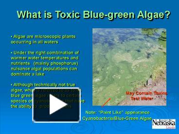 PPT – What is Toxic Bluegreen Algae PowerPoint presentation | free to ...