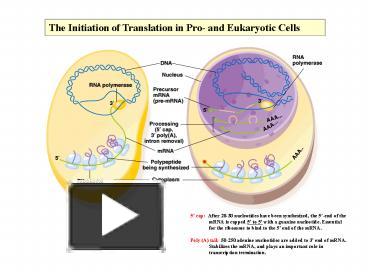 The Initiation of Translation in Pro and Eukaryotic Cells presentation ...