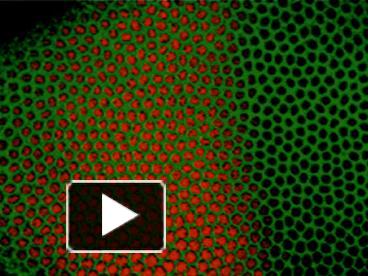 fate map: the earliest stages of cell division when cells begin to ...