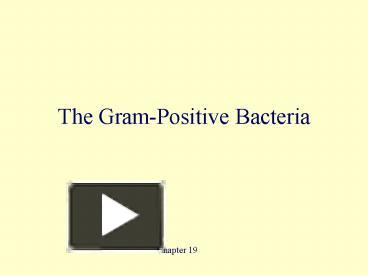 The GramPositive Bacteria presentation | free to view