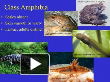 PPT – Class Amphibia PowerPoint presentation | free to view - id: 19102 ...
