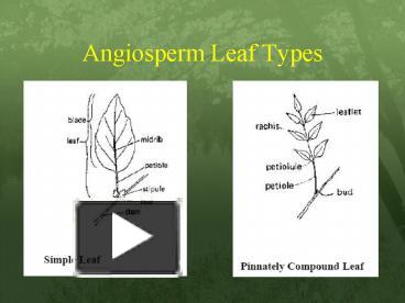 Angiosperm Leaf Types presentation | free to view
