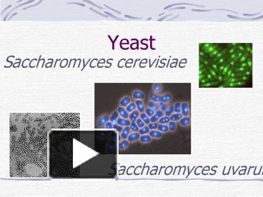 Yeast presentation | free to view