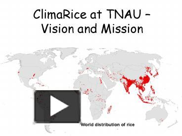 PPT – World distribution of rice PowerPoint presentation | free to view ...