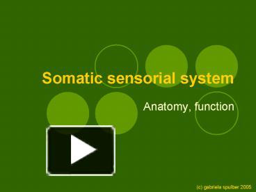 PPT – Somatic sensorial system PowerPoint presentation | free to view ...