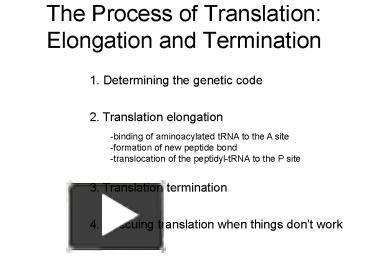 The Process of Translation: Elongation and Termination presentation ...