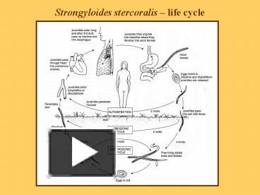 Strongyloides stercoralis life cycle presentation | free to view