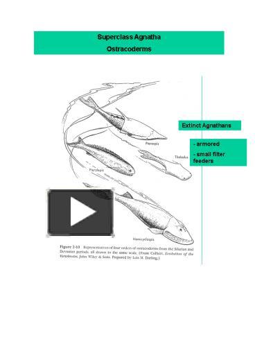 Superclass Agnatha presentation | free to view