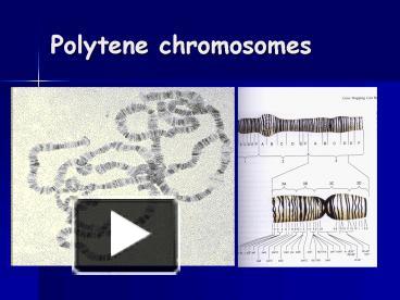 Polytene chromosomes presentation | free to view