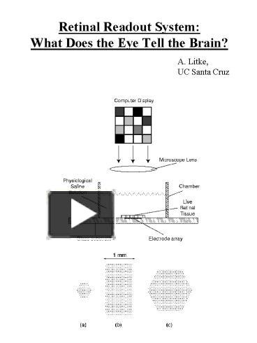 Retinal Readout System: What Does the Eye Tell the Brain presentation ...