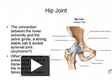 Hip Joint presentation | free to view