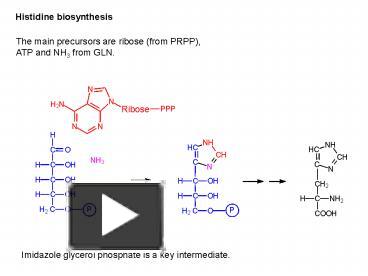 PPT – Histidine biosynthesis PowerPoint presentation | free to view ...