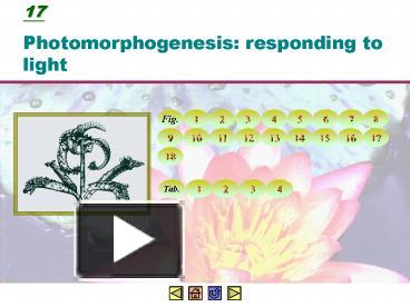 Photomorphogenesis: responding to light presentation | free to view