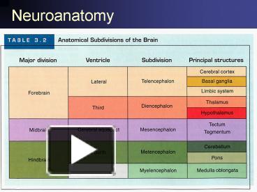 PPT – Neuroanatomy PowerPoint presentation | free to view - id: 1b0994 ...