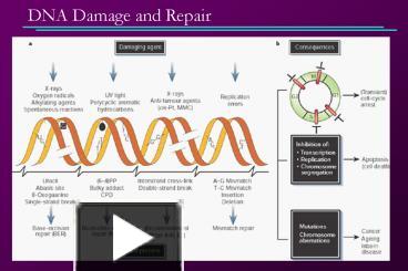 DNA Damage and Repair presentation | free to view
