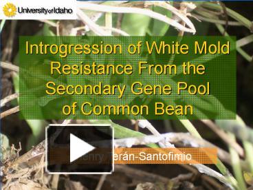 Introgression of White Mold Resistance From the Secondary Gene Pool ...