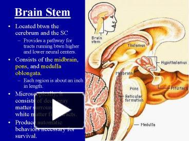Brain Stem presentation | free to view