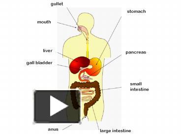 stomach presentation | free to download
