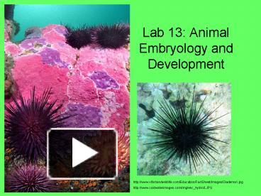 Lab 13: Animal Embryology and Development presentation | free to view