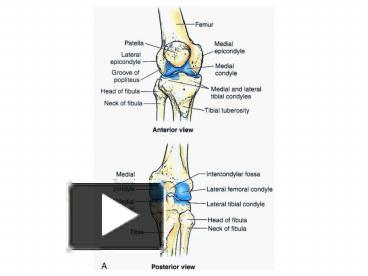 Knee Joint presentation | free to view
