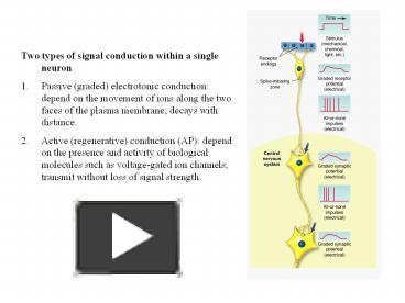 PPT – Two types of signal conduction within a single neuron PowerPoint ...