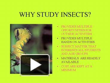 PPT – WHY STUDY INSECTS PowerPoint presentation | free to view - id ...
